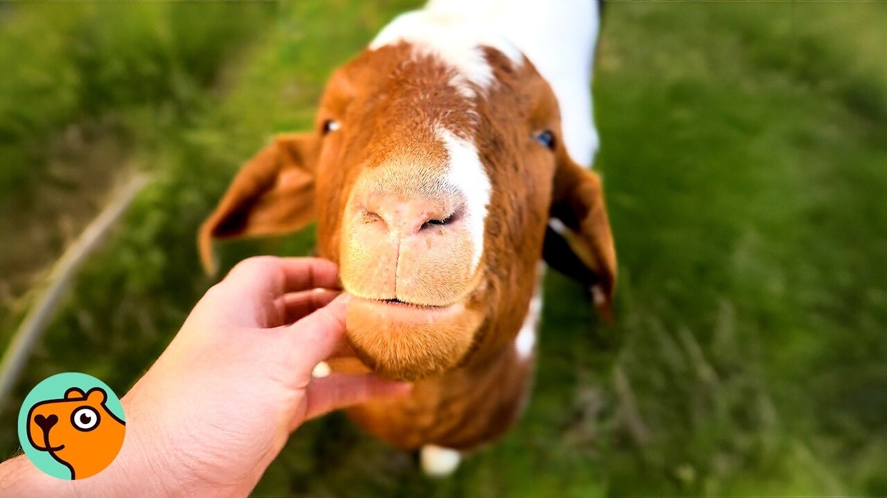 Bossy Goat Demands A “Scratch Tax” From Every Visitor | Cuddle Buddies