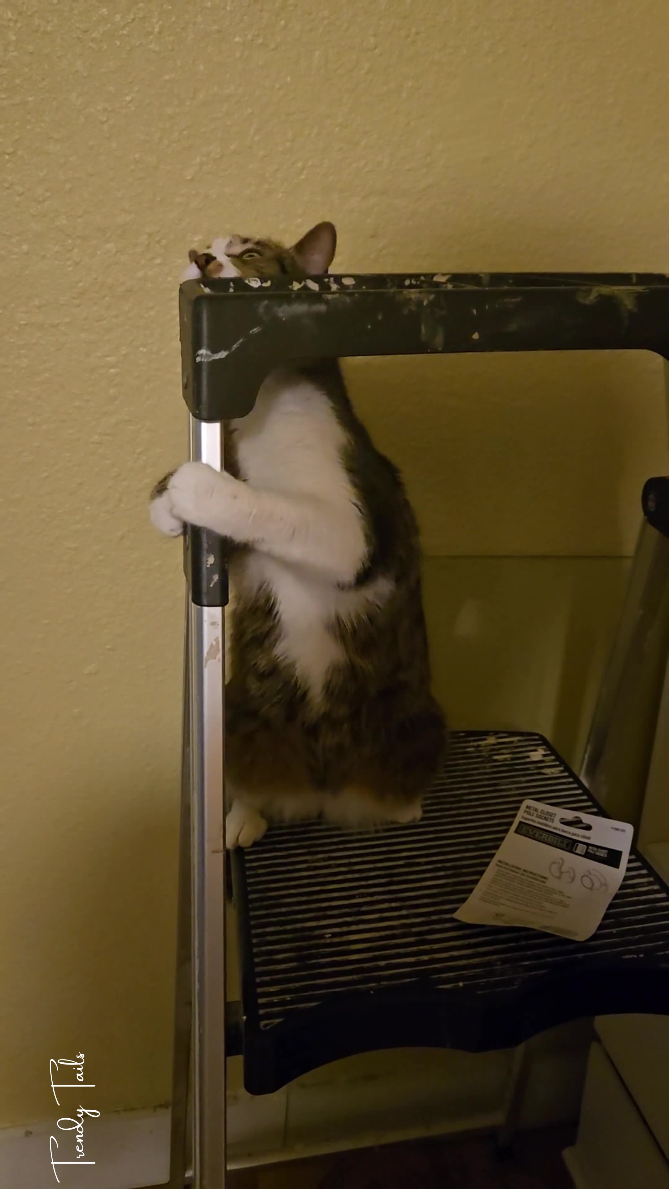 My key cat