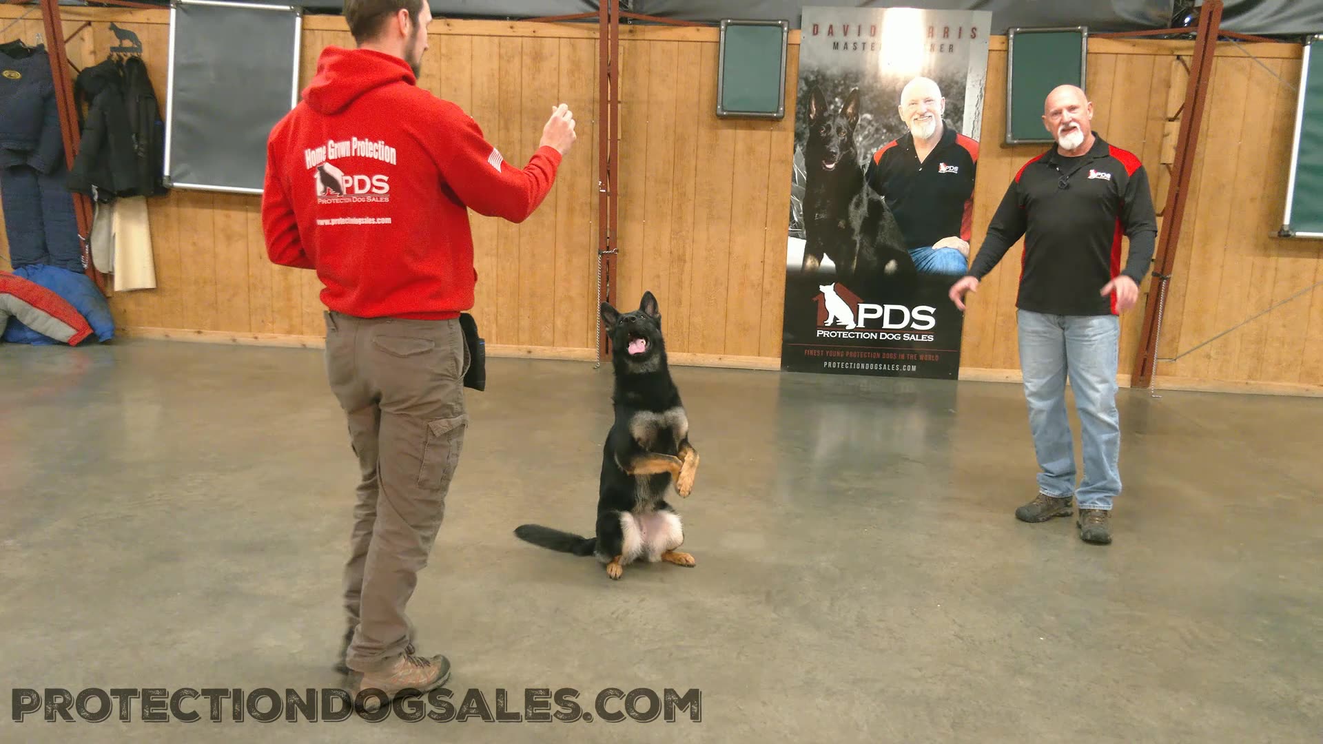 Ashley The amazing German Shepherd