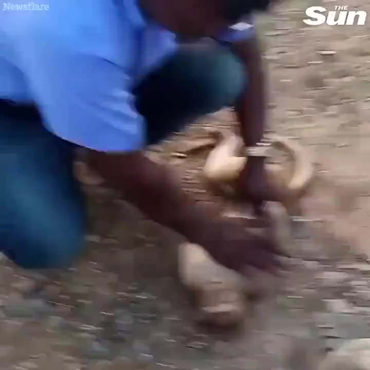 A man saves a monkey’s life with CPR In India