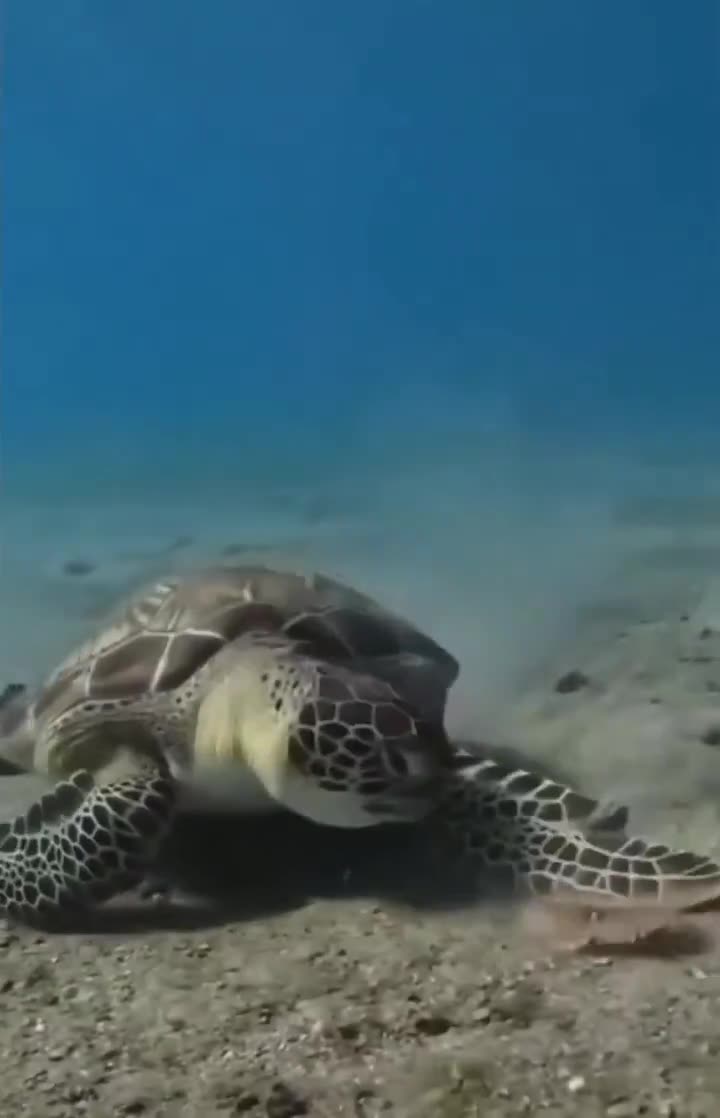 Sea Turtle shows disgust at eating something repulsive