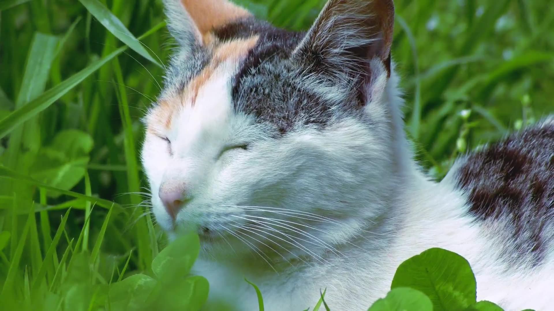 Beautiful Cats With Cat Sounds | Having Great Movement of Cats. # ...