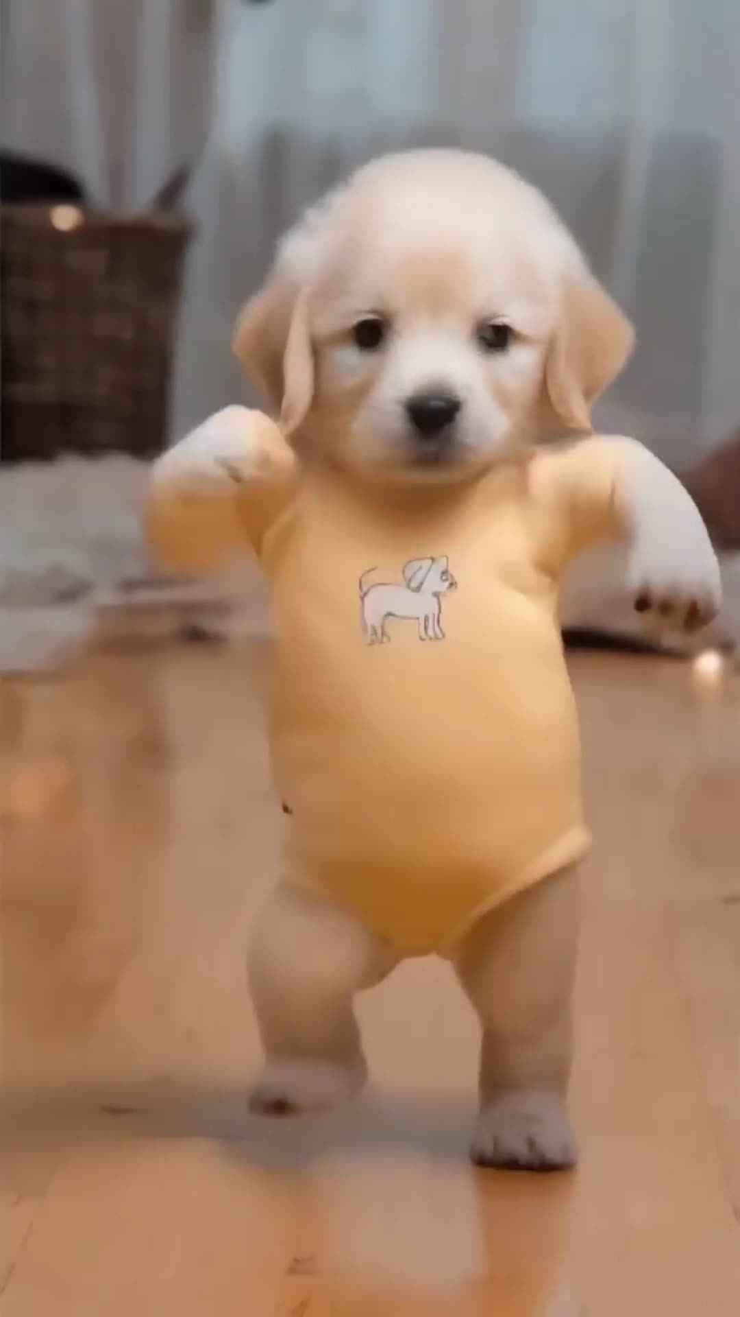 adorable cute puppy barking and dancing dog