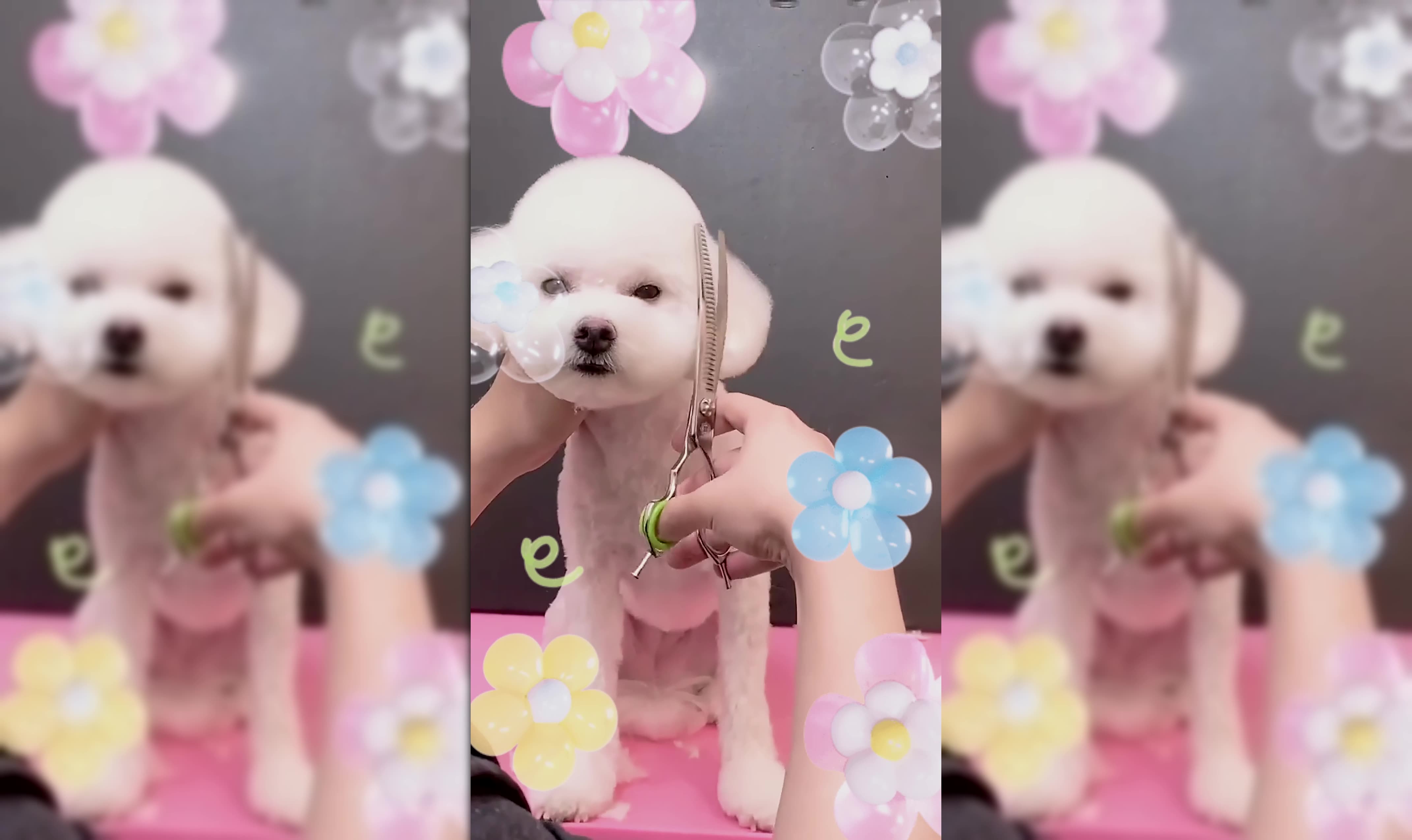 Adorable Puppy Gets a Makeover!