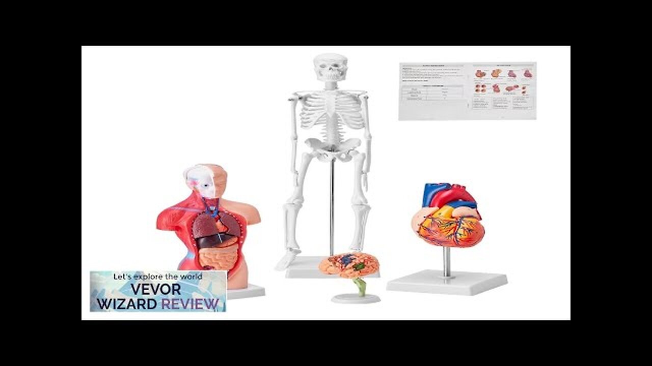 VEVOR Human Anatomy Models Bundle Set Brain Human Torso Body Heart ...