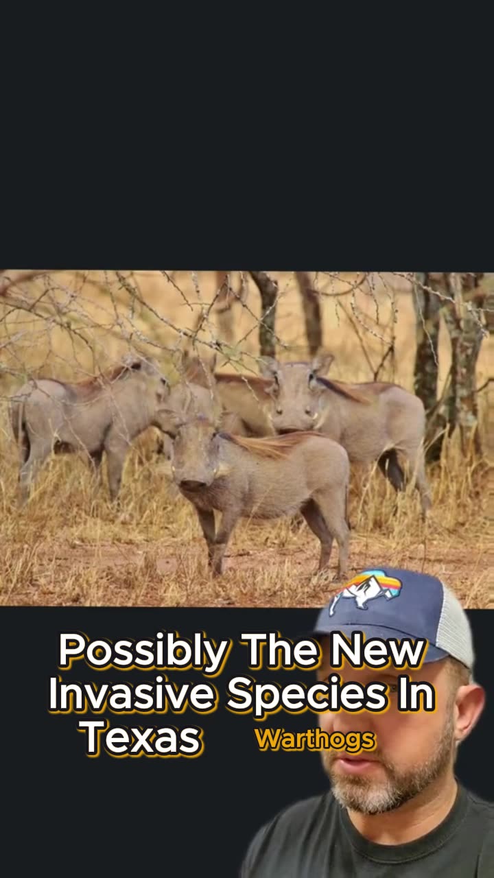 Warthogs in Texas
