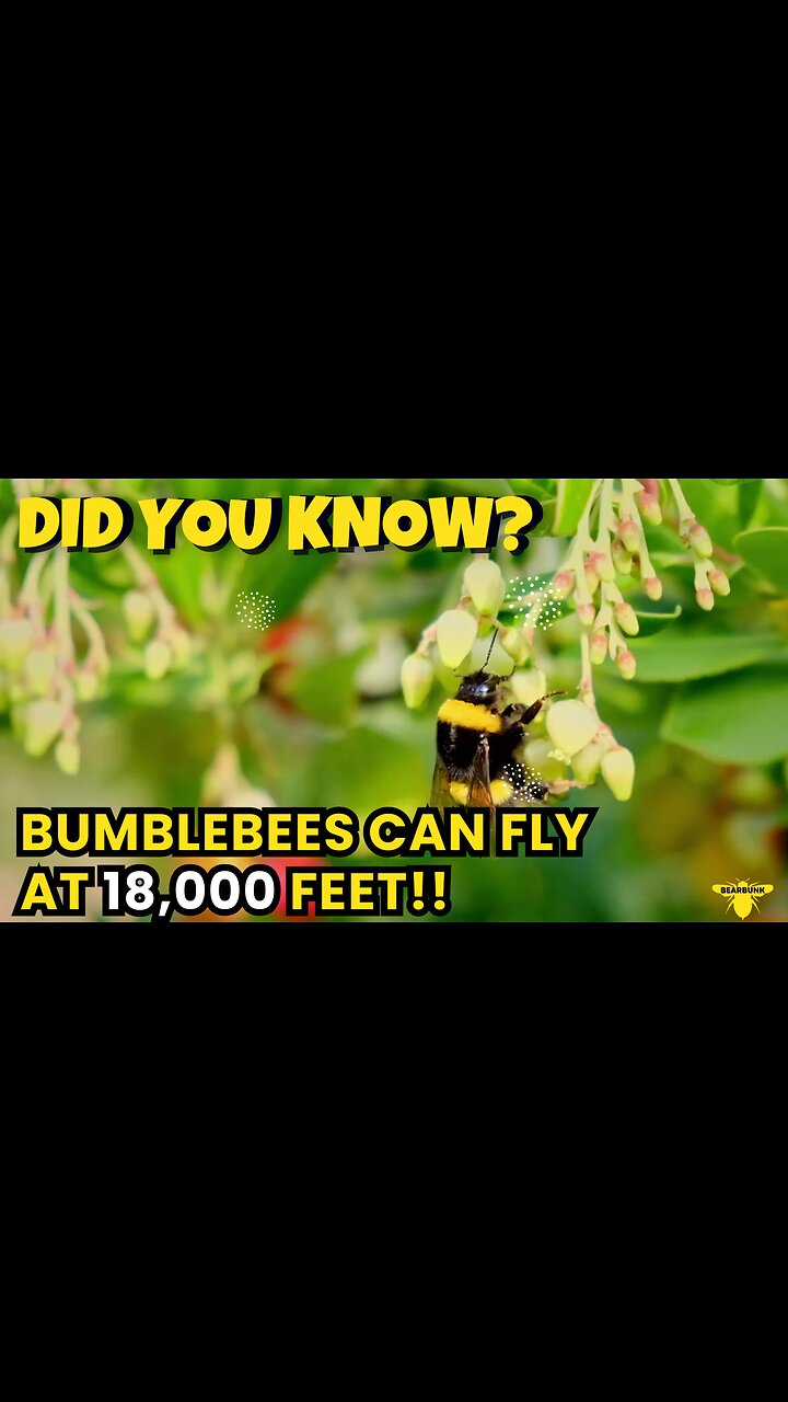 Did You Know? Bumblebees Can Fly as High as Helicopters!