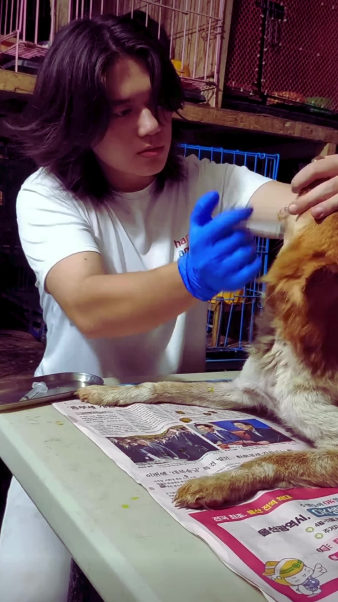 Ken Amante: The 9-Year-Old Hero Who Saved 1,200 Stray Animals