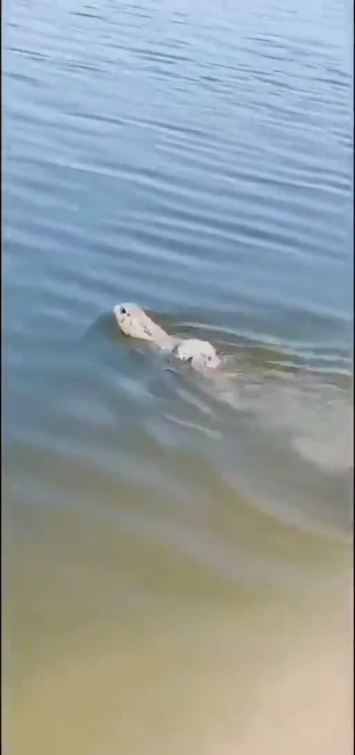 "Rabbits Can Swim? You Won’t Believe It!"
