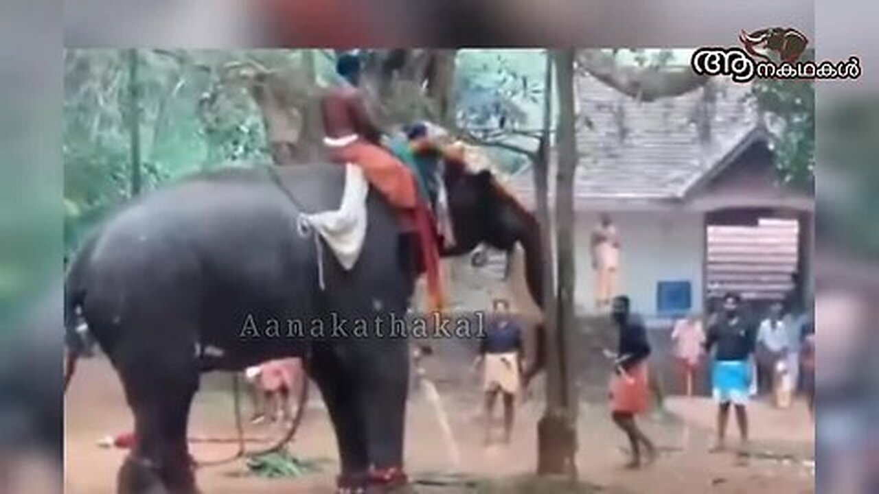 ആനകൾ ഇടയുന്നത് പൂരം മുടക്കികൾക്കു സഹായകമാവും _ Elephant attack kerala 2025