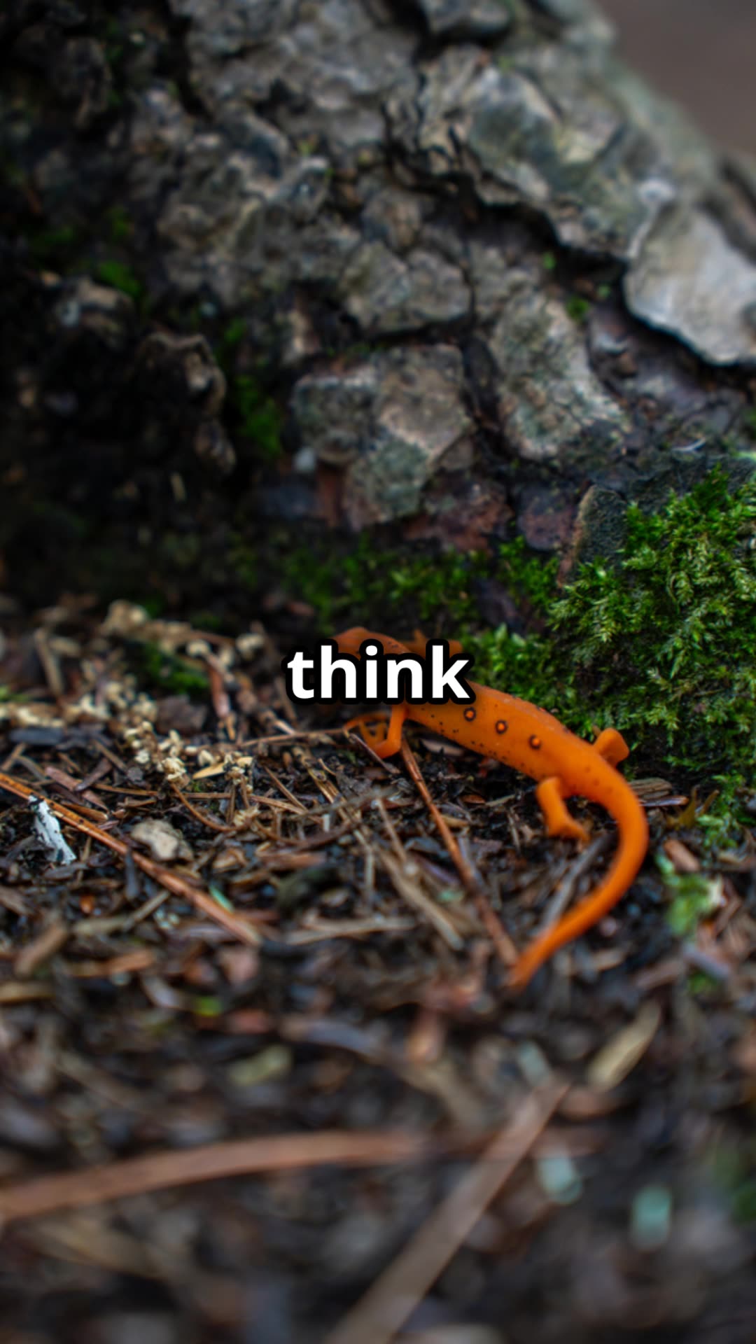 🦎🏺🌿🌊 Japanese Giant Salamander A Rare and Ancient Amphibian 🦎