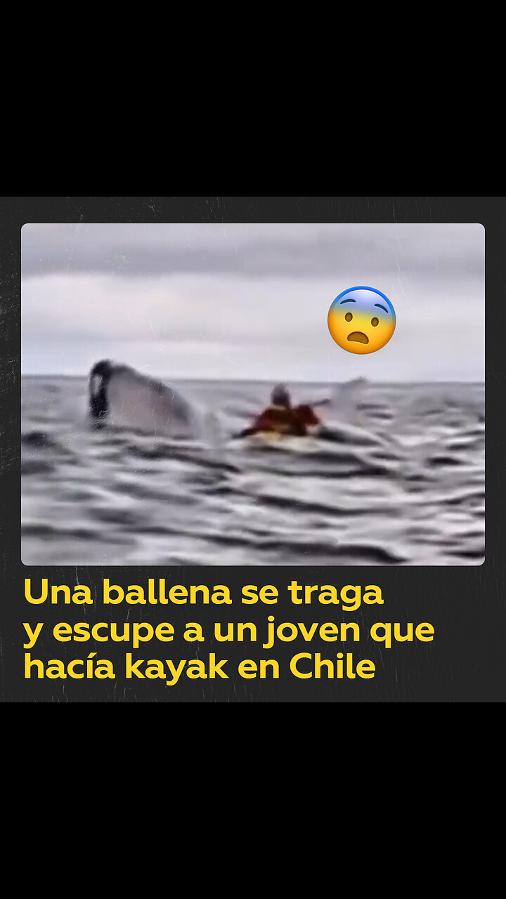Una ballena se traga por unos segundos a un joven frente a su padre