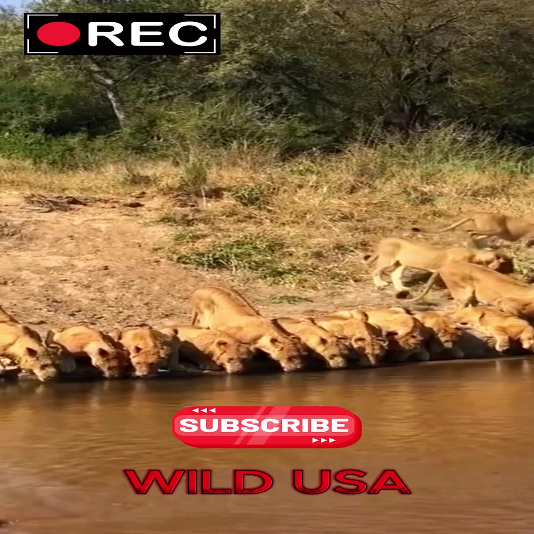 20 Lions Drink in Perfect Formation – A Rare Sight
