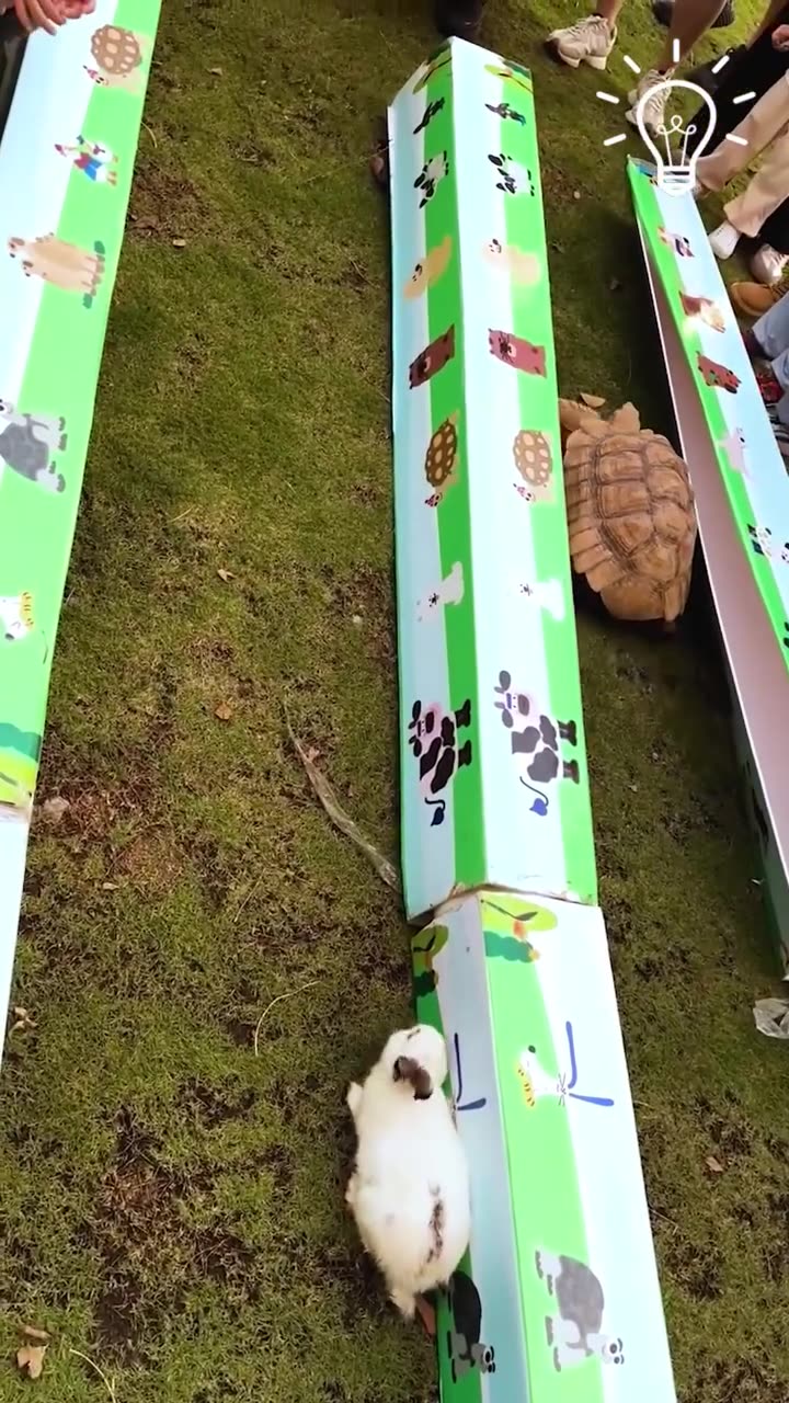 Real life version of The Tortoise and the Hare.hd