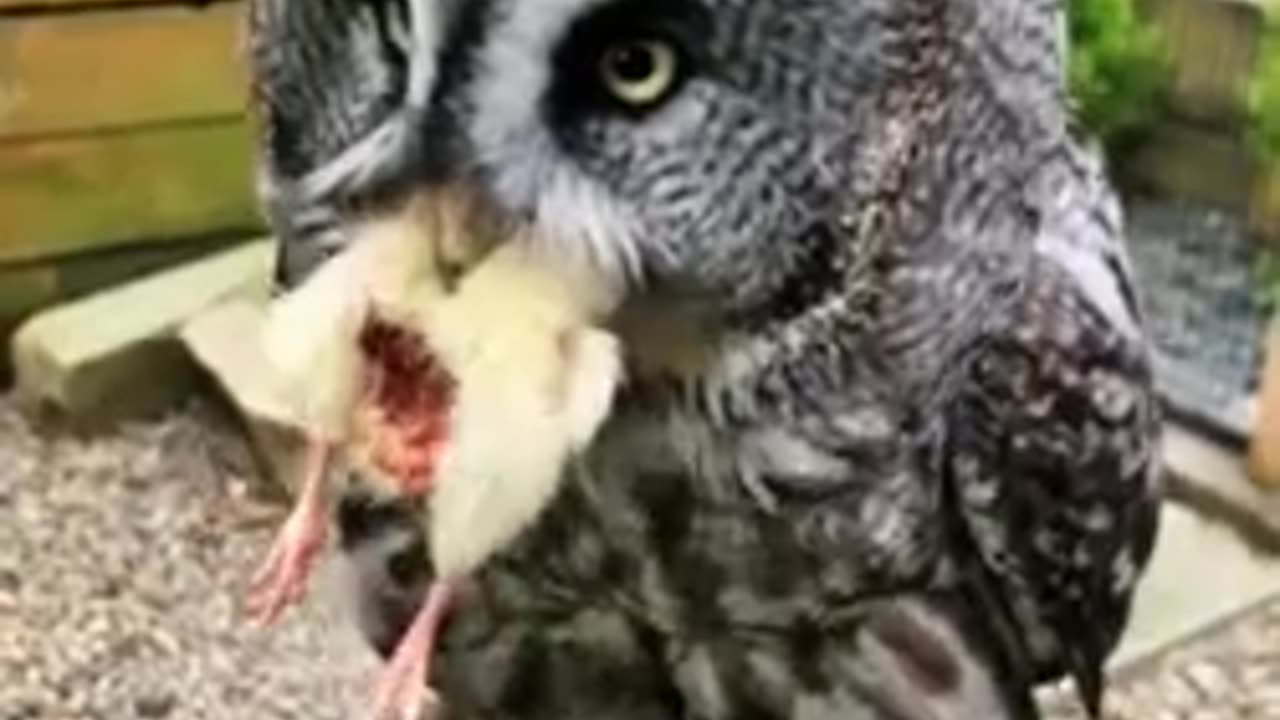 Epic Animal Showdowns Unbelievable Wildlife Battles Of 2025 рџђѕрџ ґ Shorts001