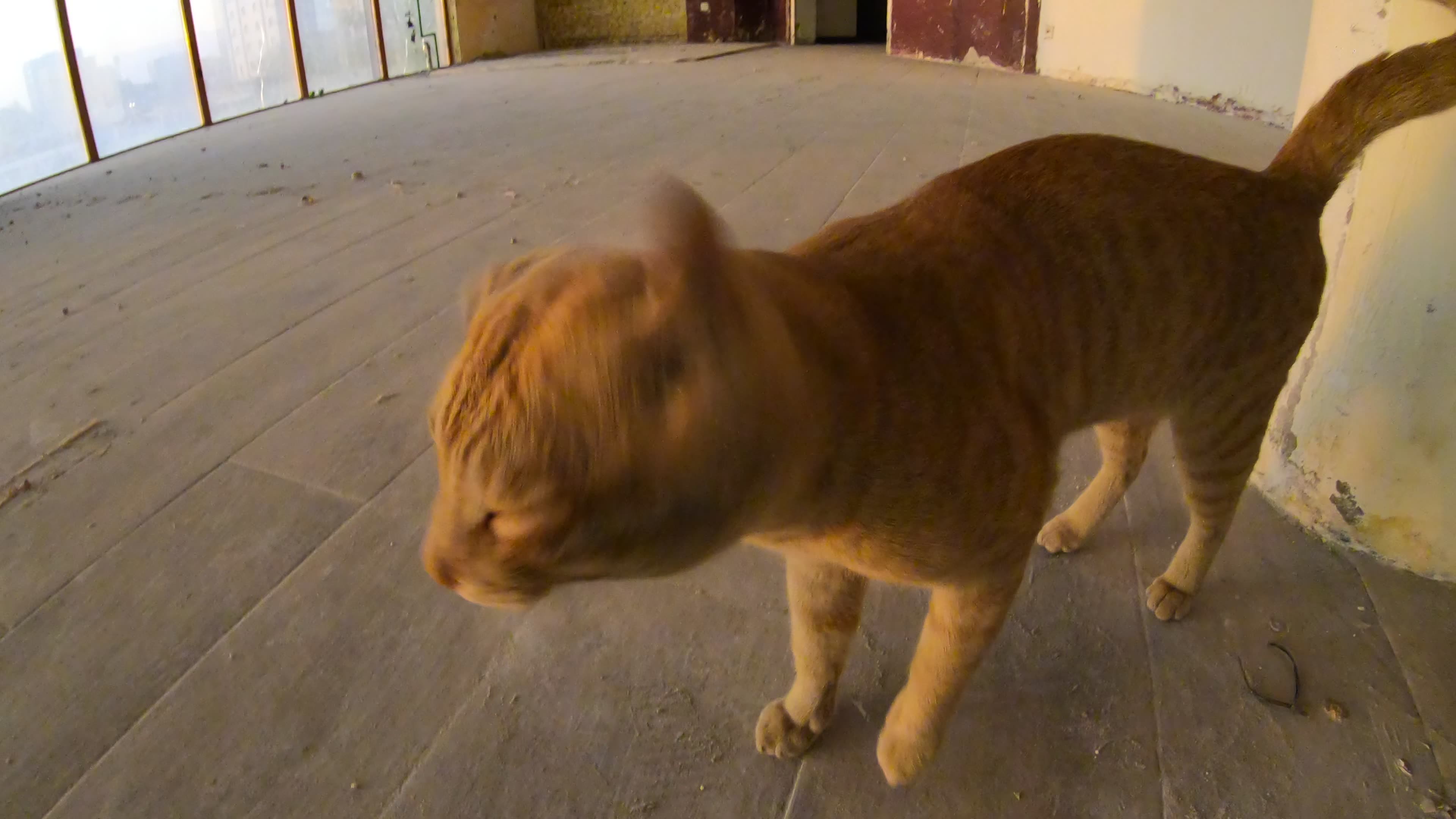 Homeless cat in Ras Al Khaimah, UAE: ED SHEERAN #cat #cats #EdSheeran # ...