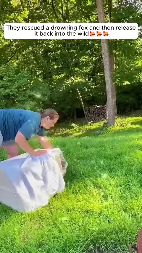 They rescued a drowning fox