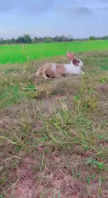 #Rabbit breeding #Pet rabbit care