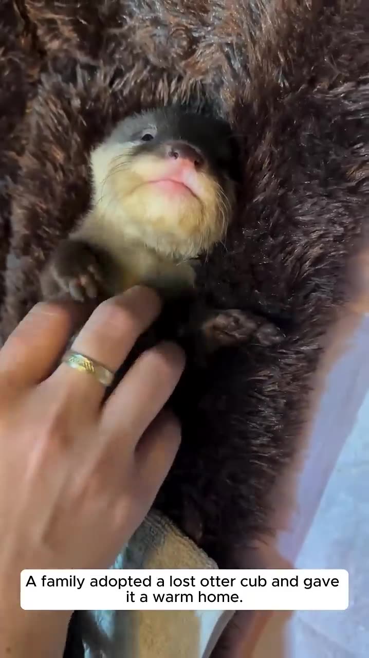 A family adopted a lost otter cub and gave it a warm home