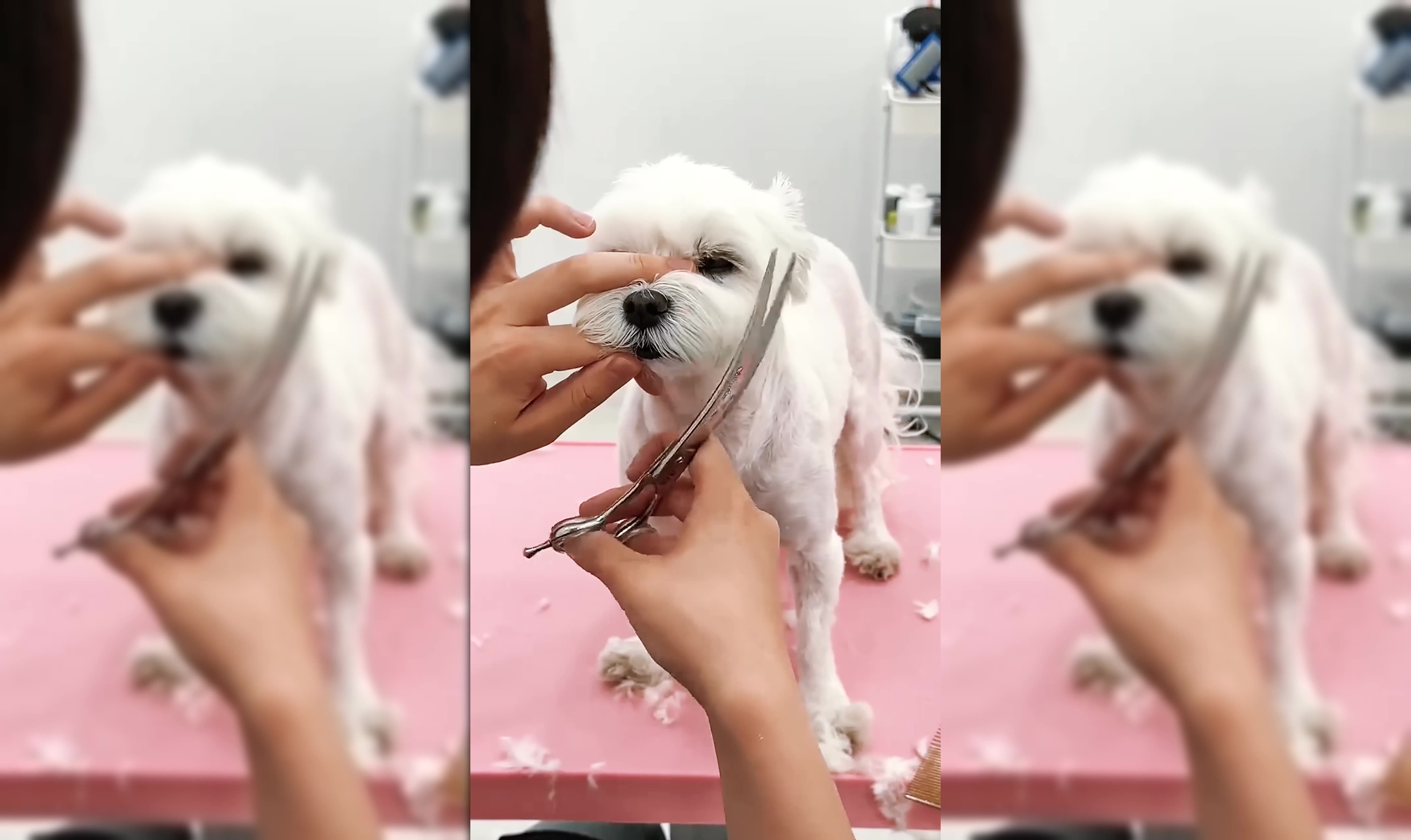 Adorable Puppy Gets a Makeover!