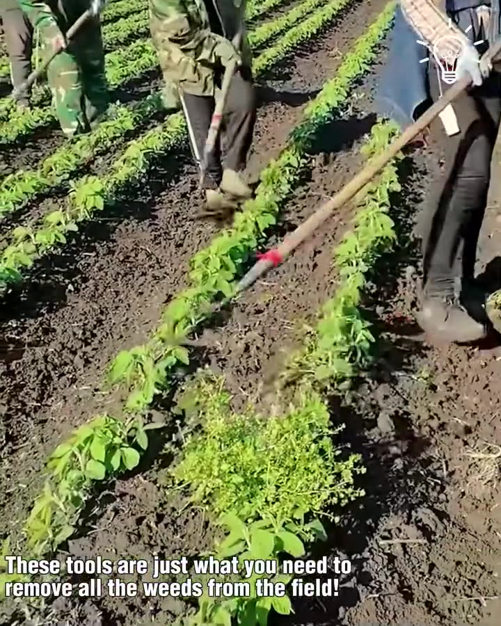 Say goodbye to invasive weeds with this tool!.hd