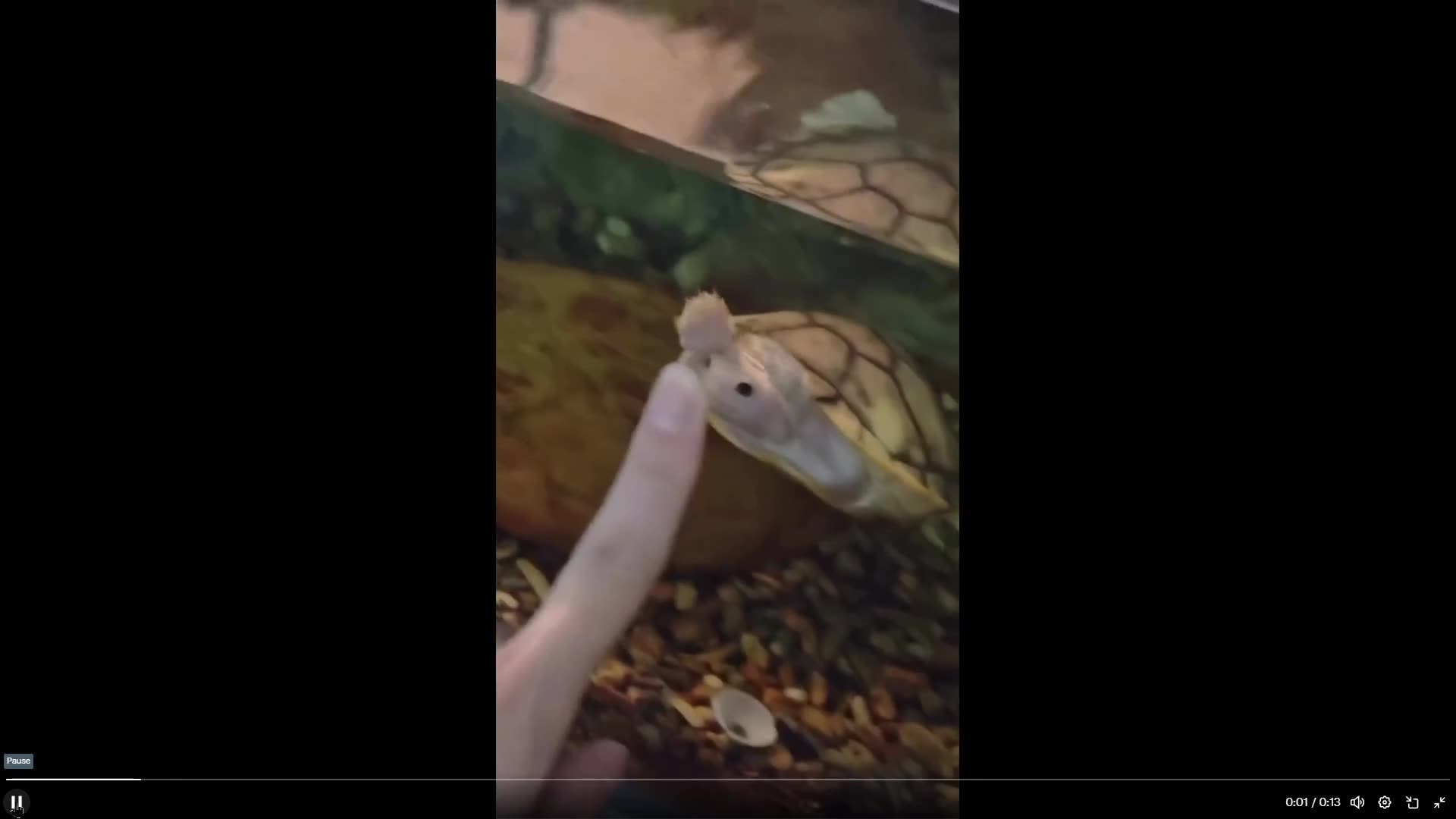 Turtle wants to play, not very turtle like huh - strange but cool fast clip