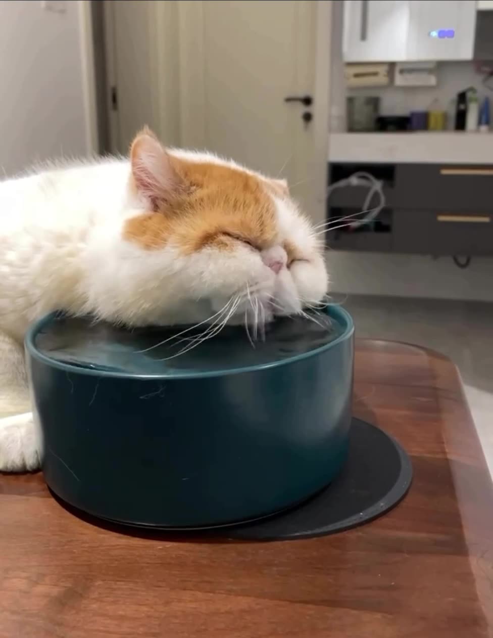 Half asleep while hydrating itself
