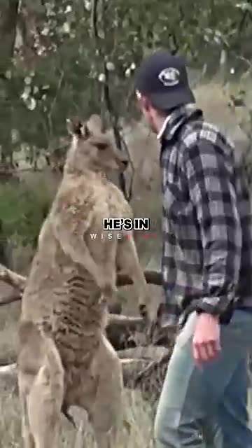Mike Tyson vs. kangaroo