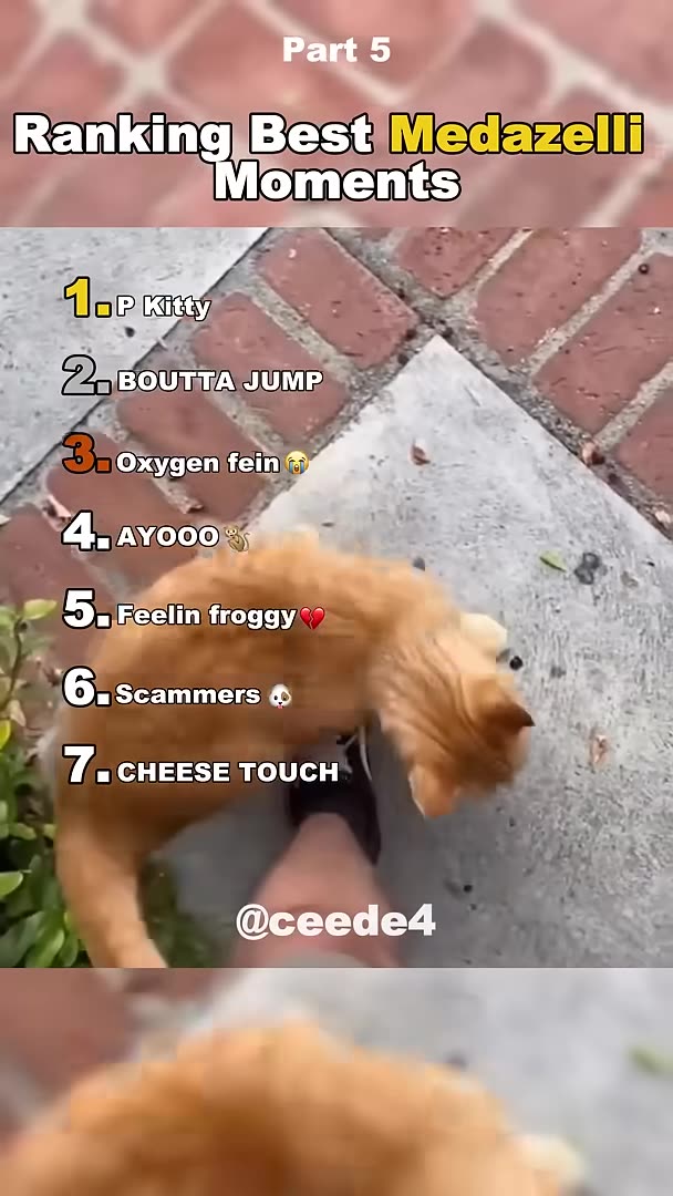 Top 100 funniest animal videos of all time: try not to laugh