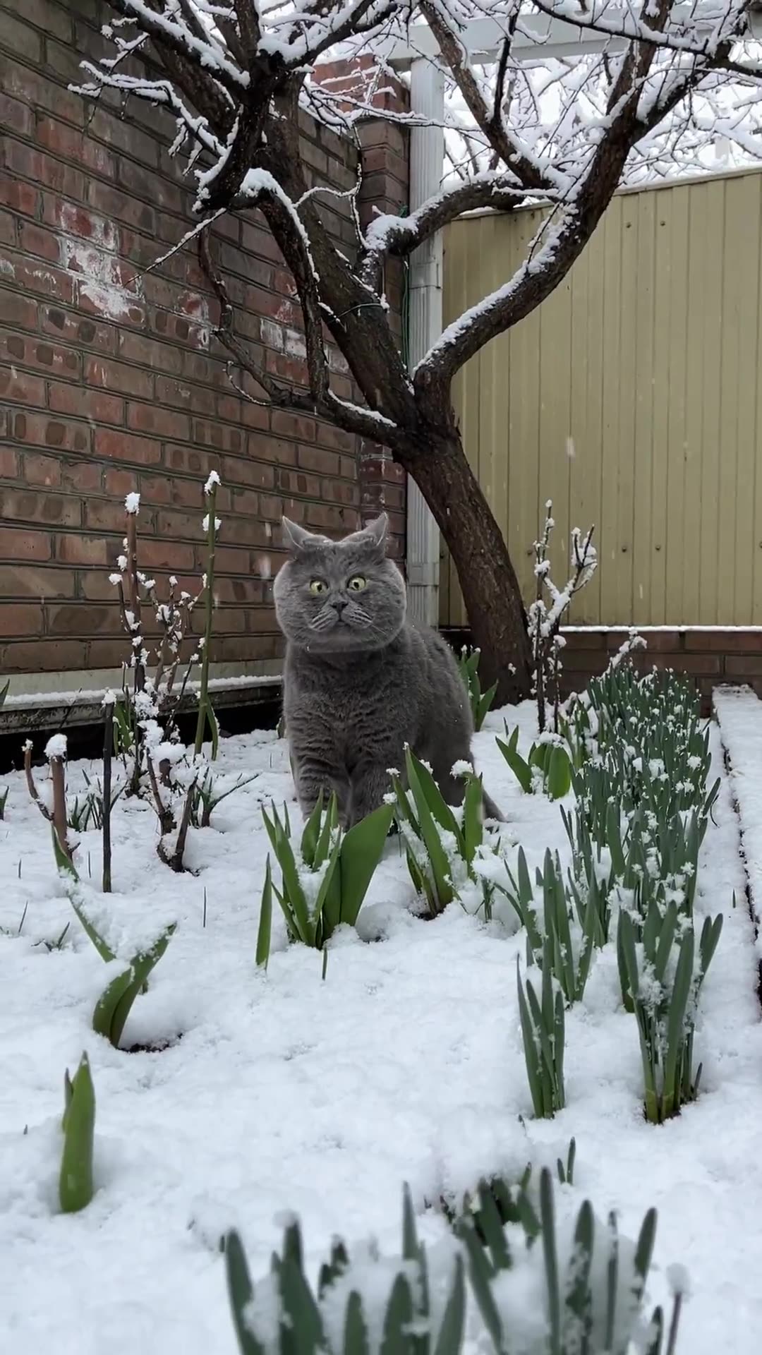 Cat Marvels At Snowfall