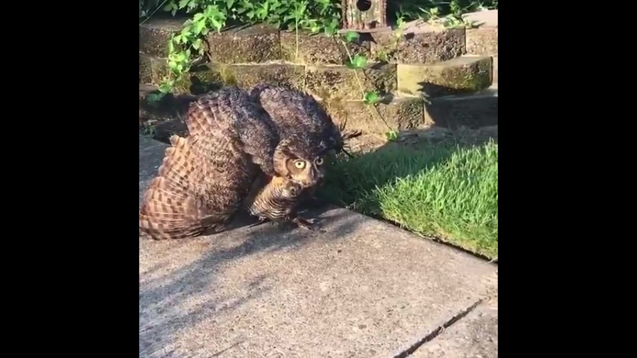 Feline Funnies: Laugh Till You Cry Cat Compilation!