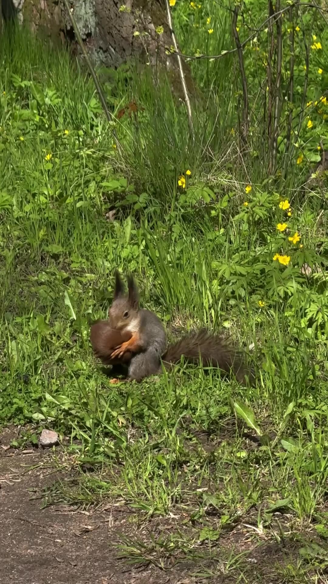 Red Squirrel Kitten Rescue After Crow's Assault