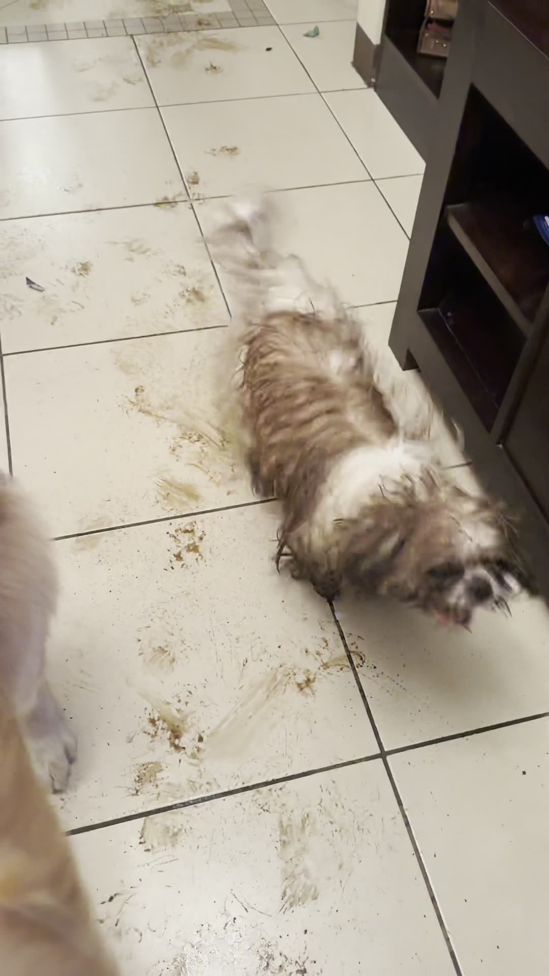 Muddy Dog Dances on Clean Floors