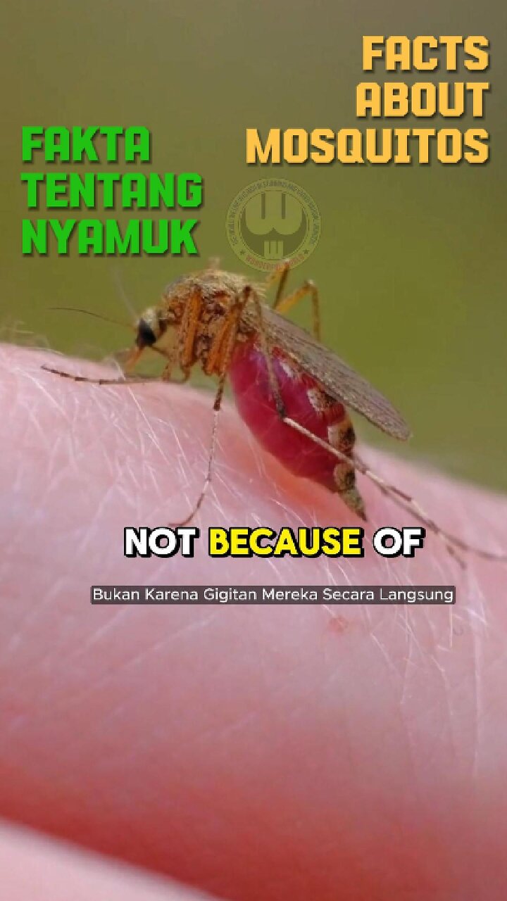 Shocking Facts About Mosquitoes – The World's Deadliest Insect!