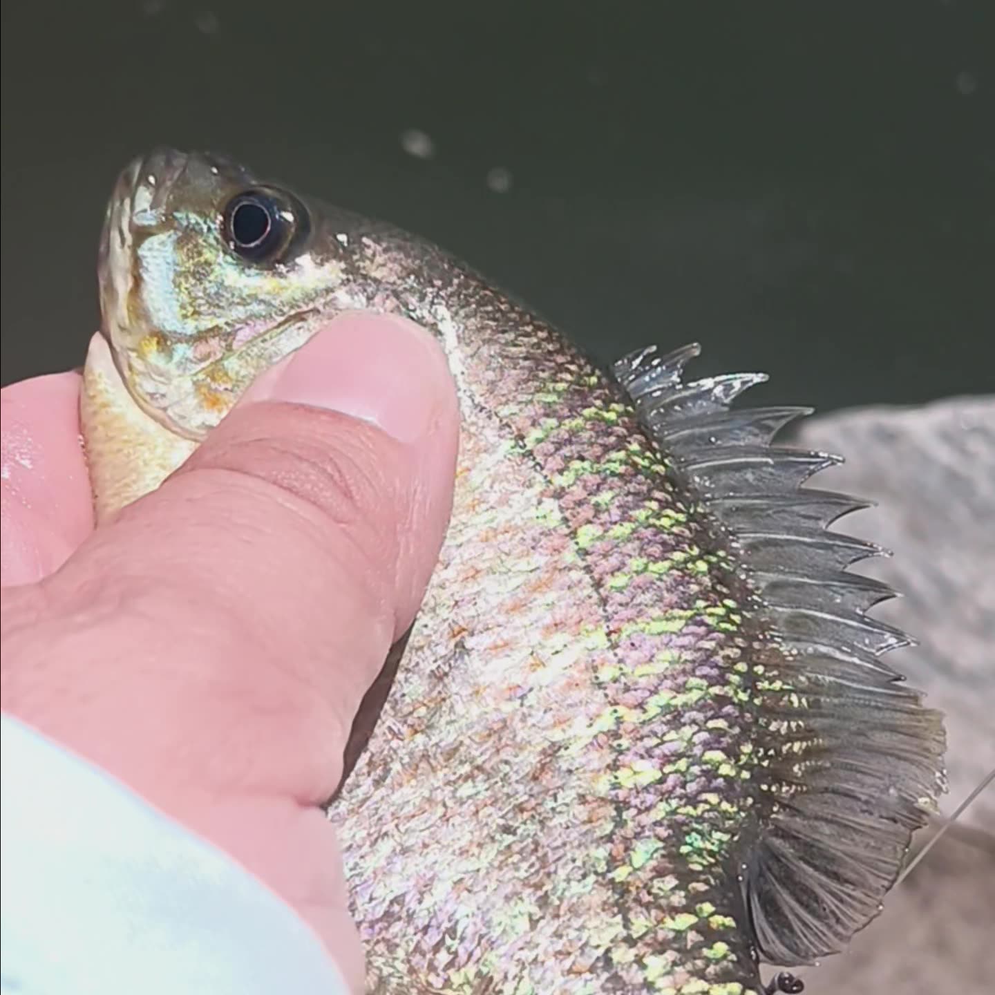 Colorful bluegill