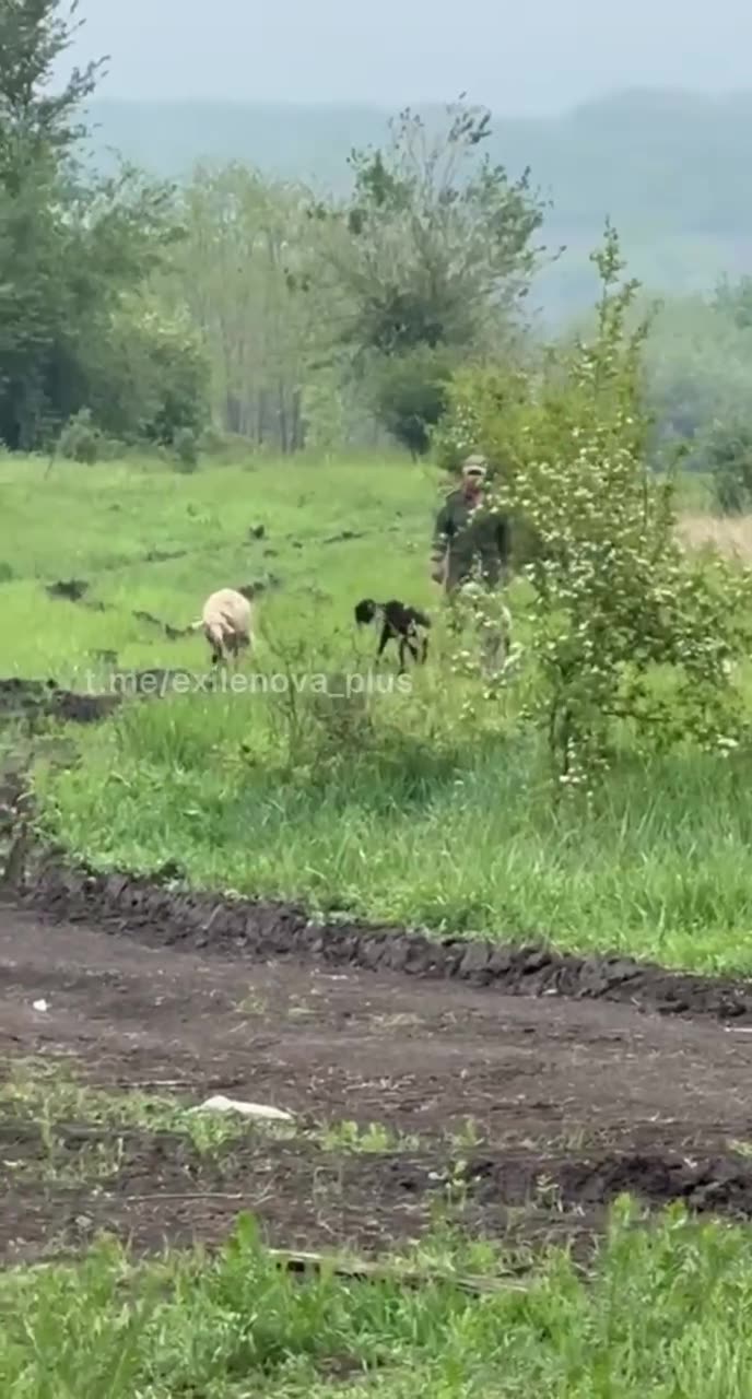 Russian Sheep Try to Enter Ukrainian Territory(There are Also Farm ...