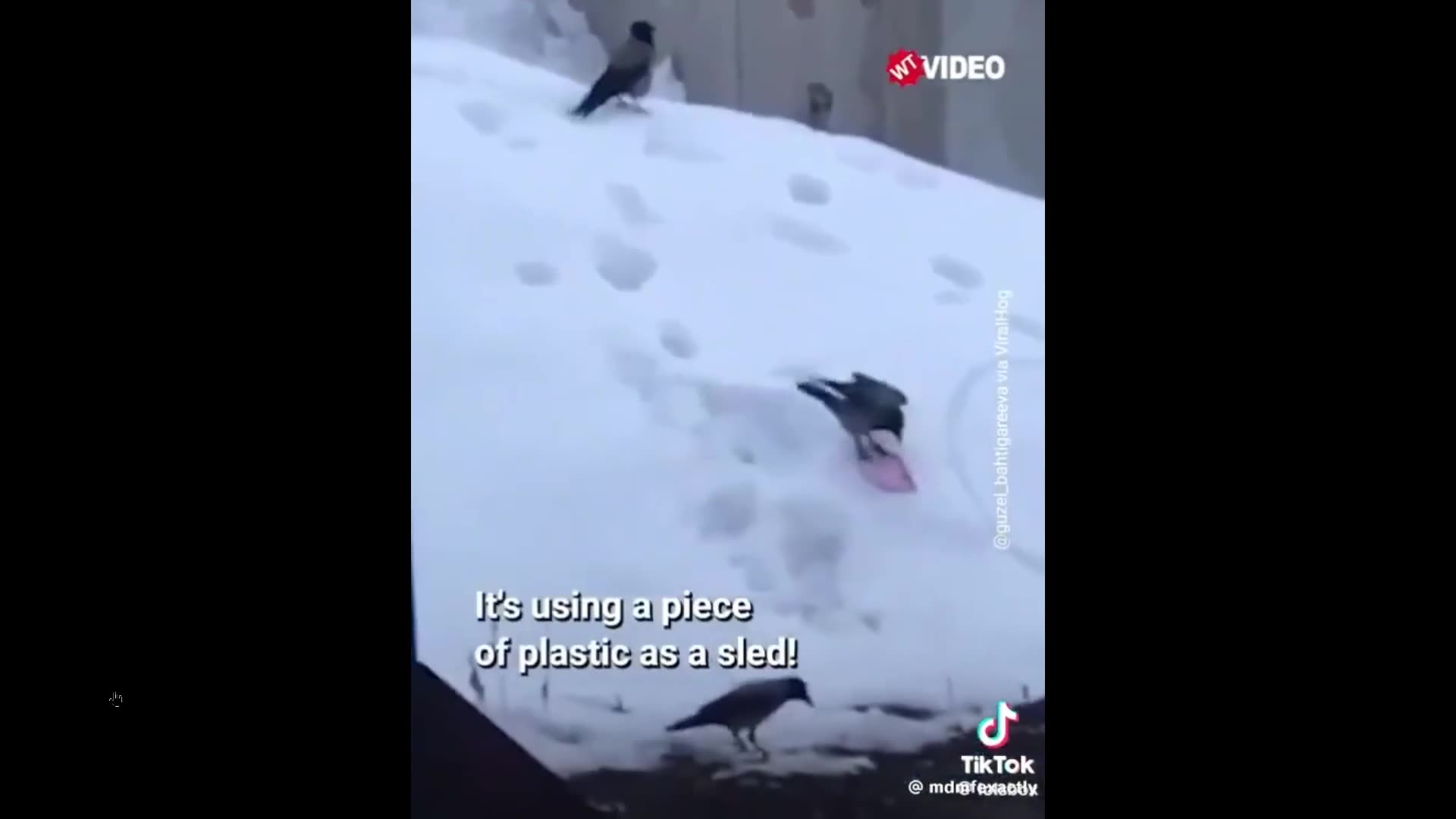 You ever see a crow snowboard? These birds are super intelligent