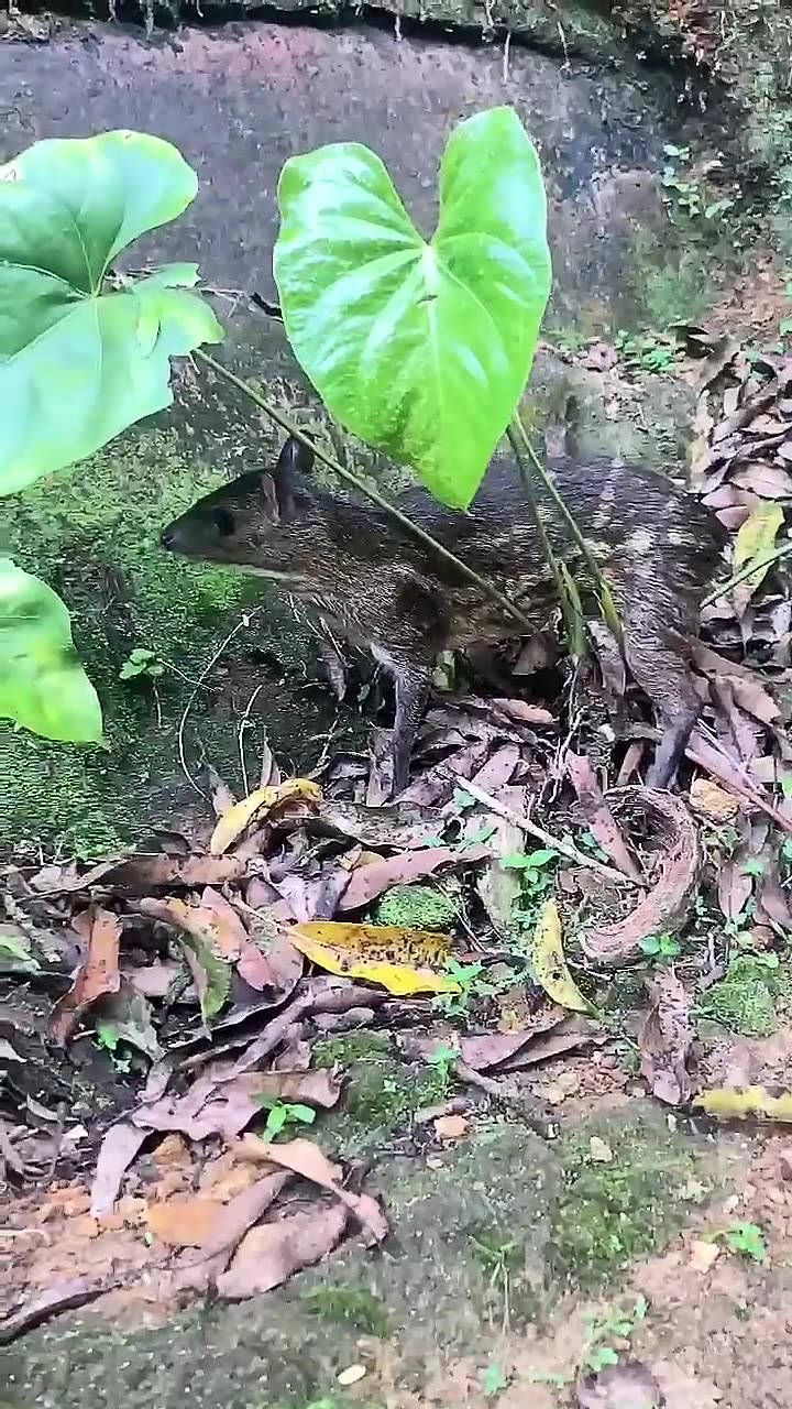 Sri Lankan spotted chevrotain