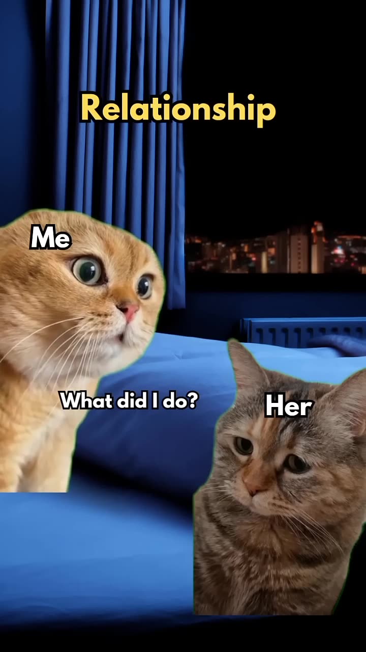 2 Cat talking Memes #cat #catmemes #katze #chat #gatos #funny