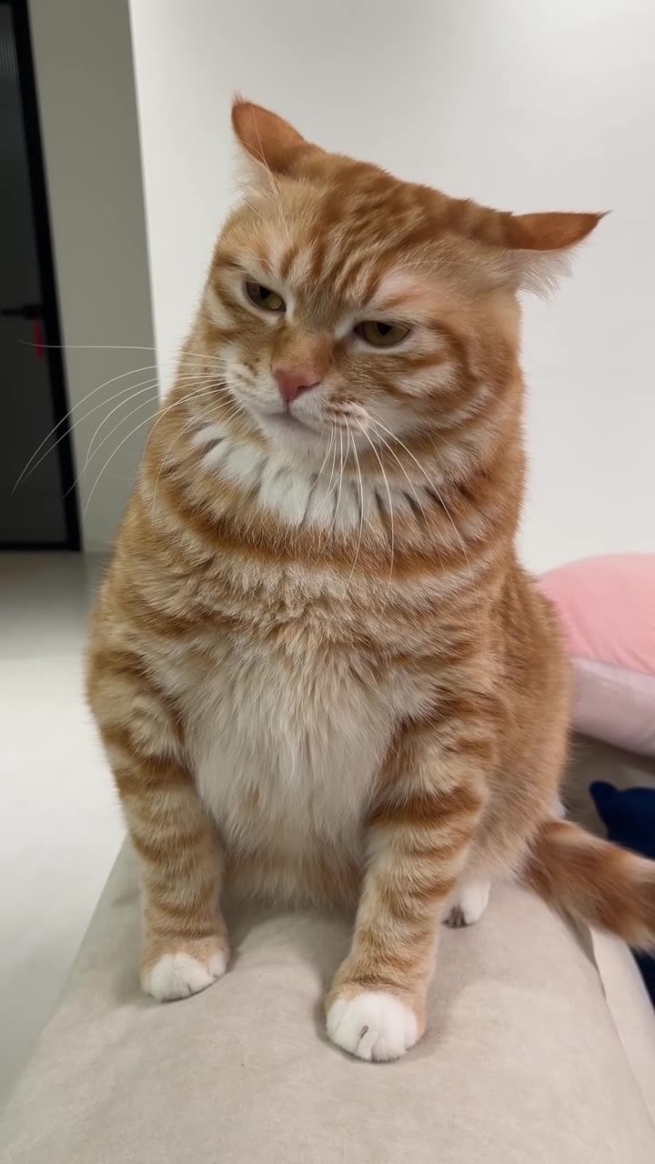 Cute cat