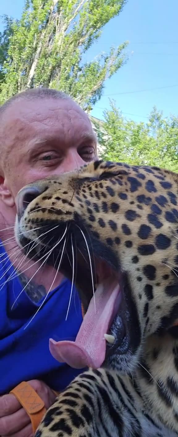 Gentle Leopard