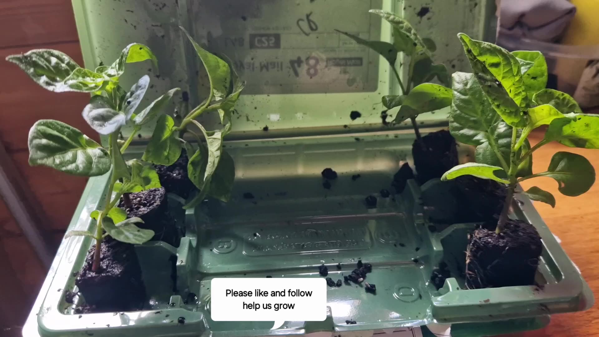 Finally received the carolina reapers for my Amazon chilli plug ...