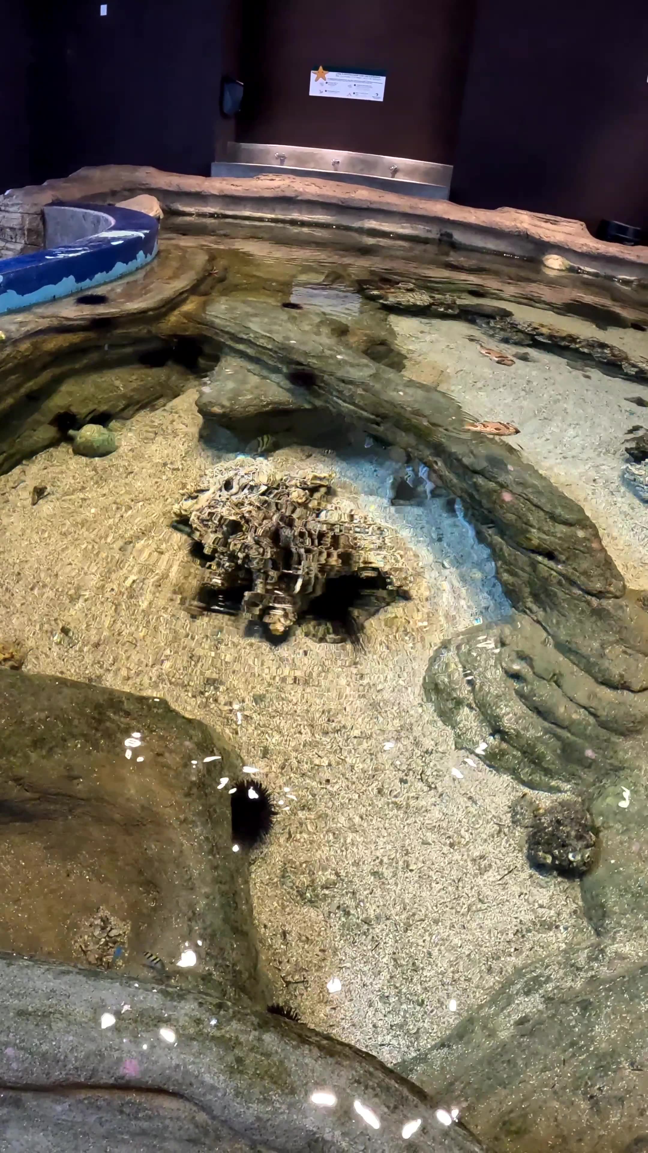 Tide pool in an Aquarium in Mazatlan Mexico