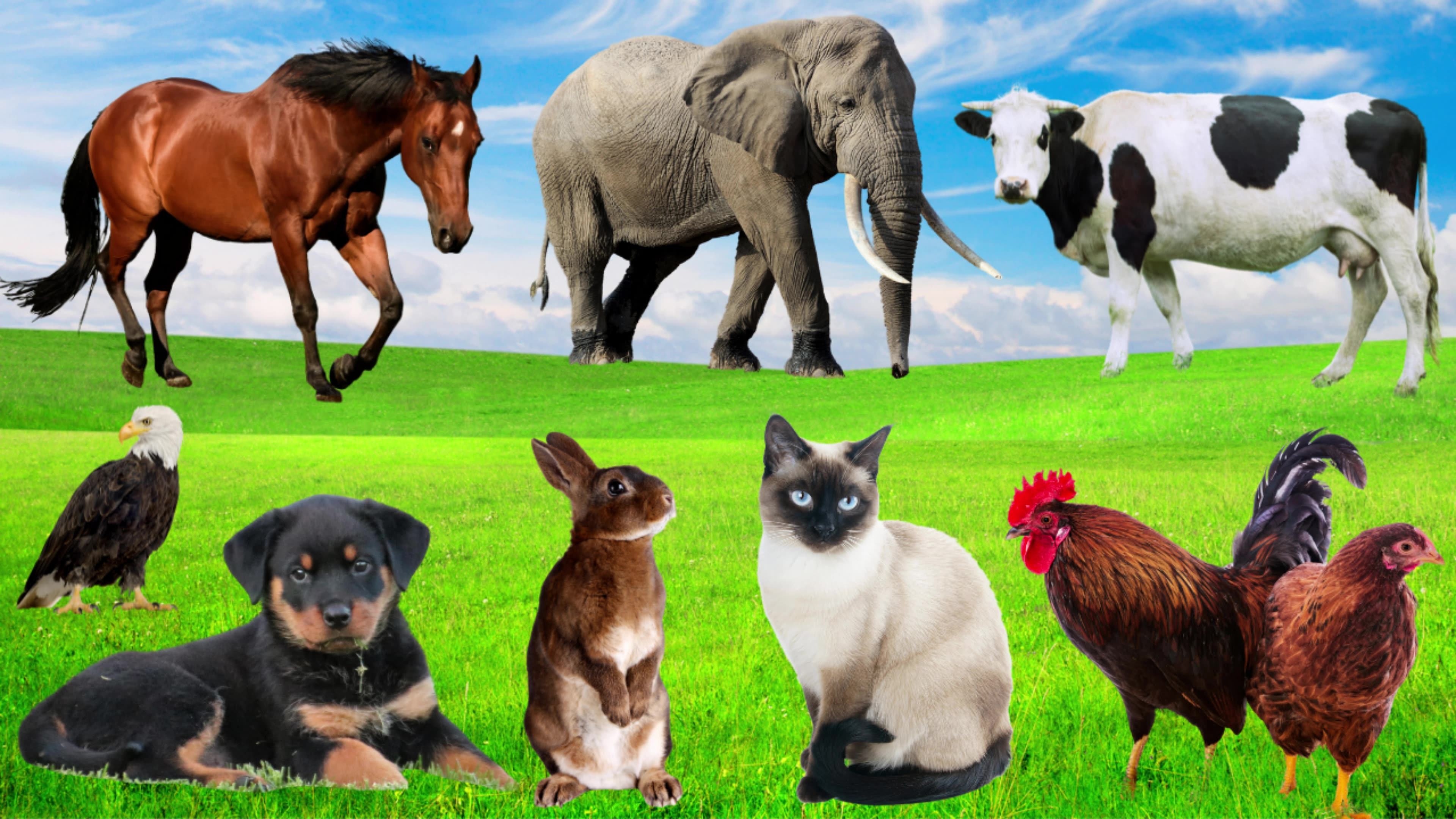 Cute Animal Sounds Compilation | Cow, Cat, Dog, Chicken, Sheep, Horse ...