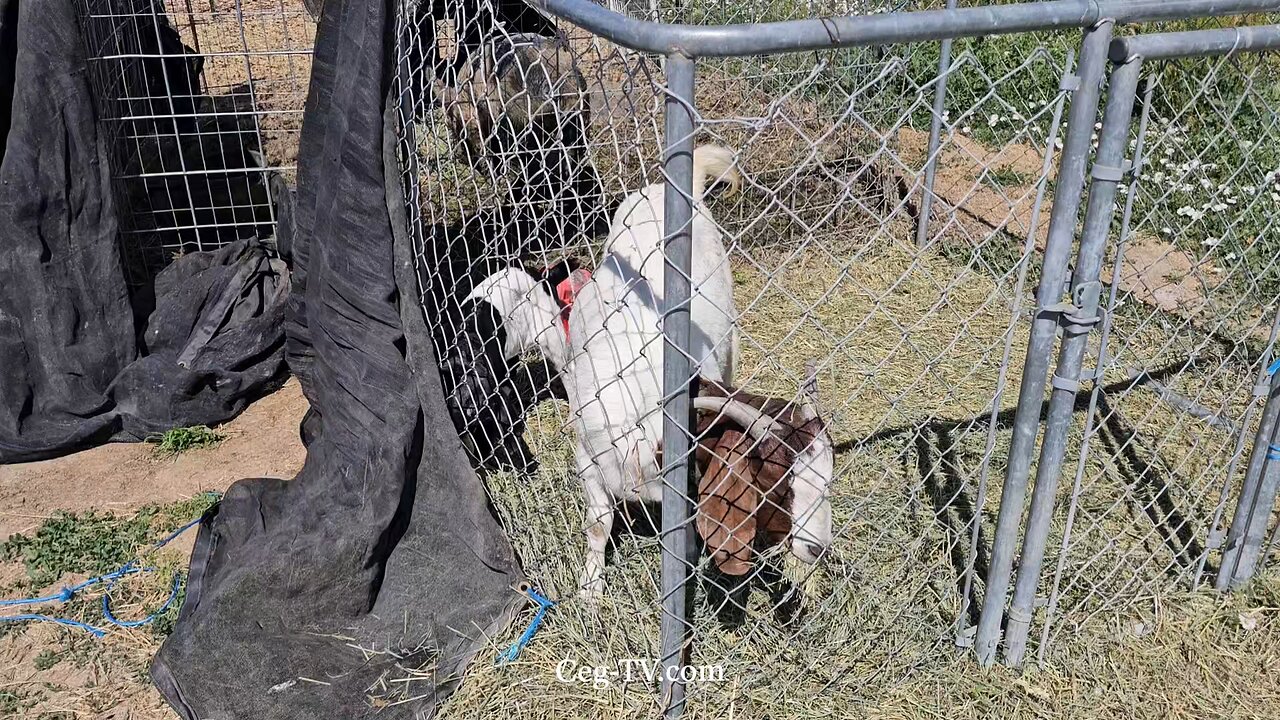 Graham Family Farm: 10:30 AM June 7 2025