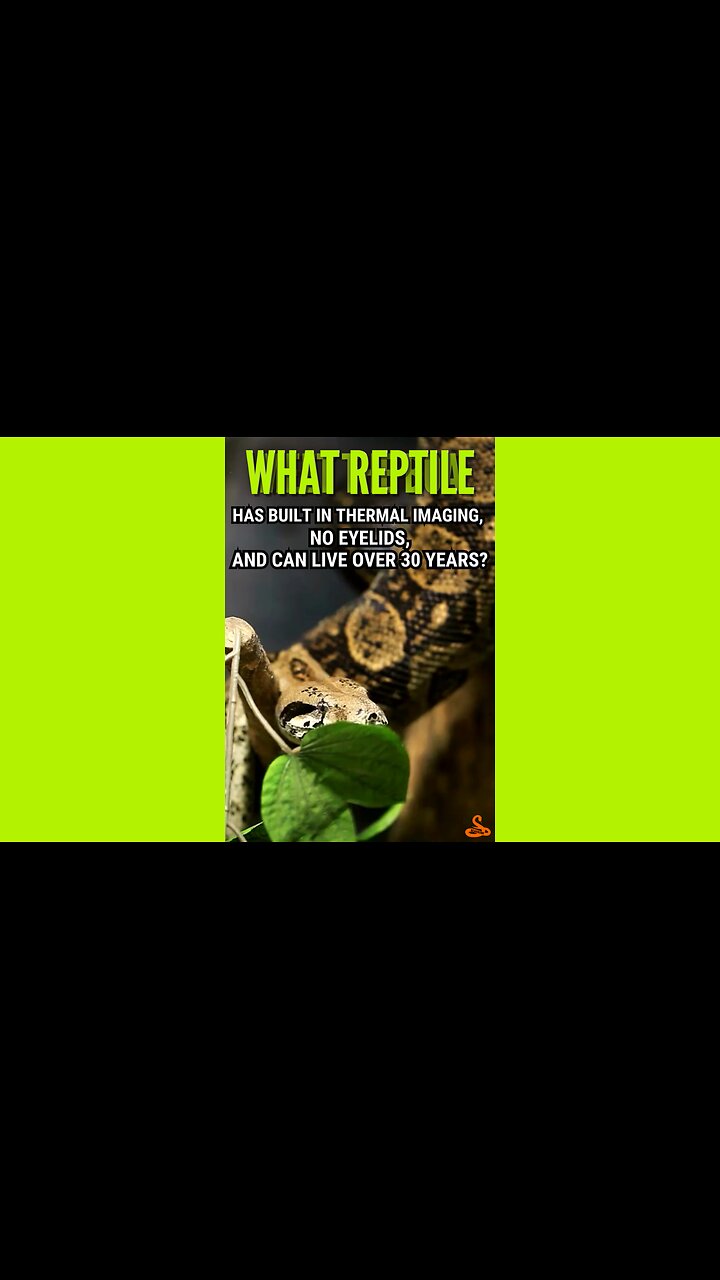 What Reptile Has Built In Thermal Imaging No Eyelids And Can Live Over ...
