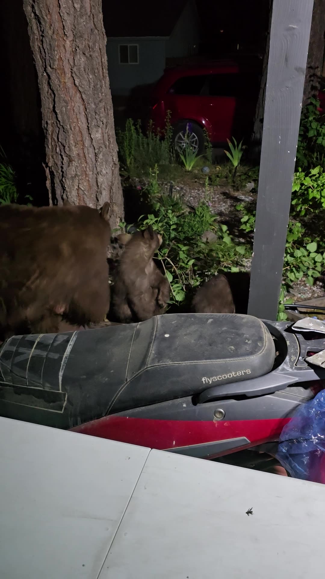 Bear Cub Gets Head Stuck In Oats Container