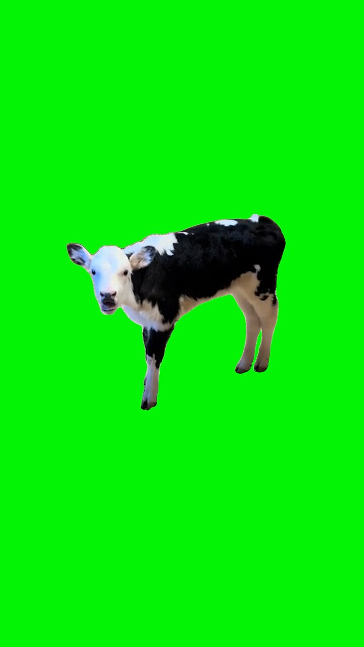 Zesty Cow Moo | Green Screen