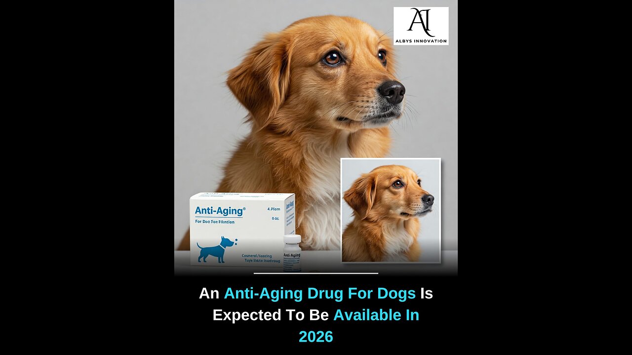 🐶 The First Anti-Aging Drug for Dogs Could Be Available by 2026! 🏥