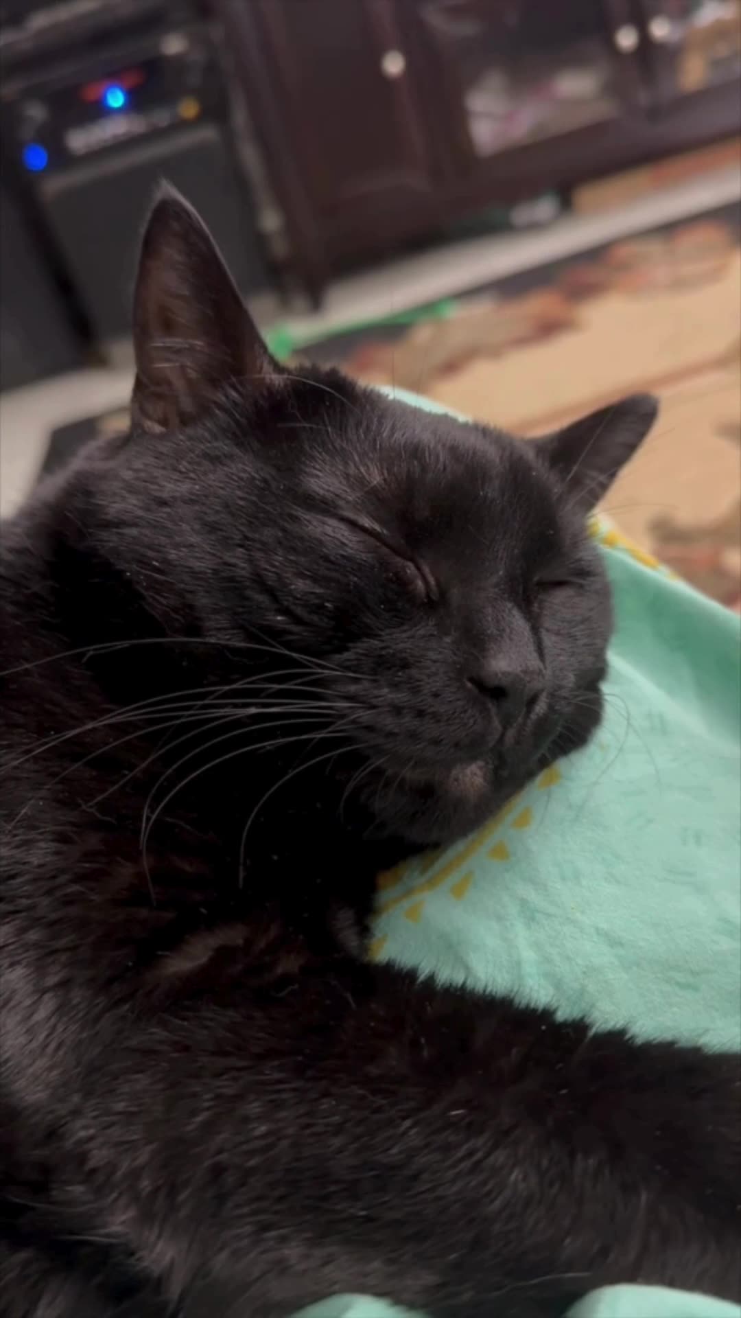 Cute Precious Piper Looks Super Sweet While Sleeping - My Adopted ...